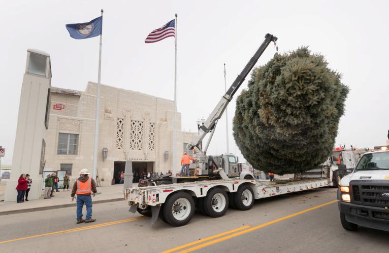 Once a nuisance, 40-foot tree now will be on display at the Durham Museum