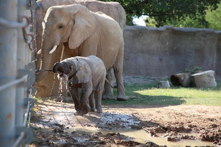 3-month-old elephant calf is learning to use her trunk