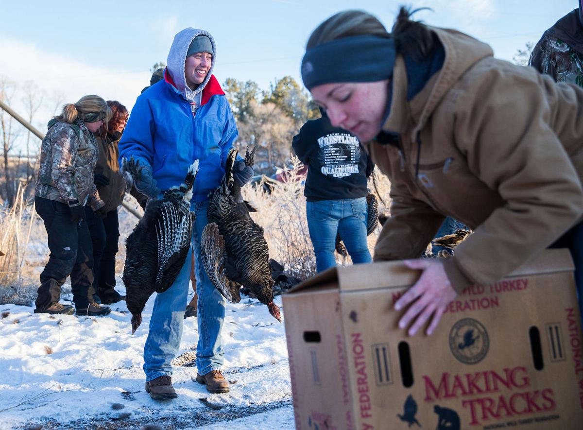 Wranglers round up scores of wild turkeys in Nebraska's Pine Ridge to ...