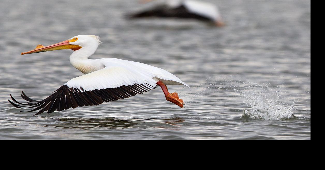 As sandhill crane tourism booms, Harlan County capitalizes on pelicans