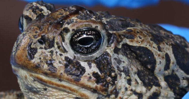 'Super secret frog lab' at Omaha's zoo has big job saving amphibians