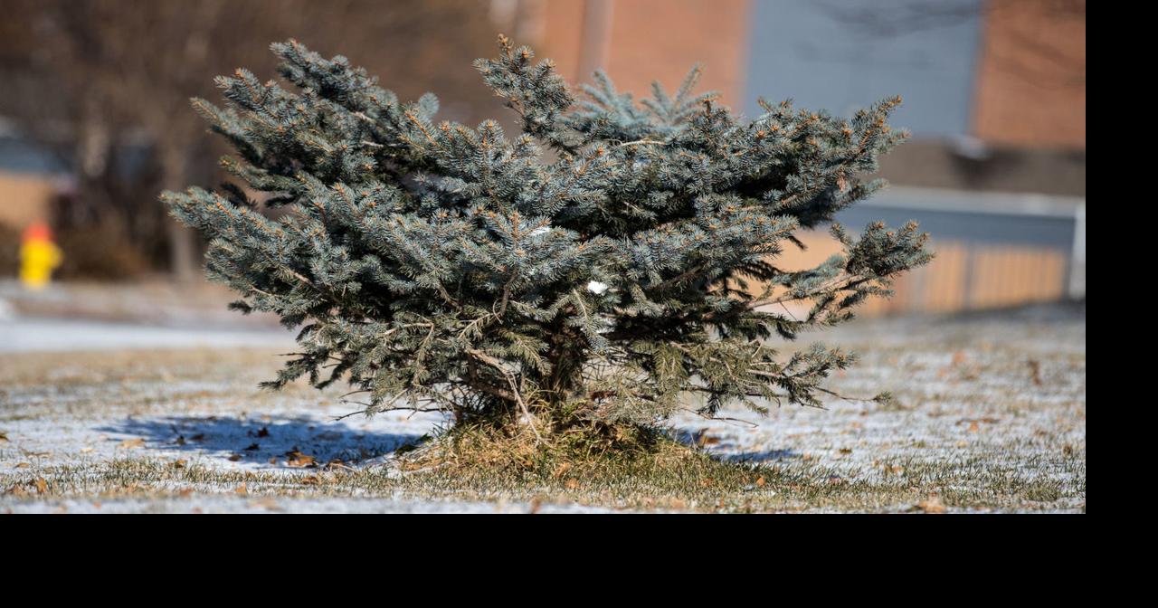 Thieves cut top off blue spruce tree at west Omaha event center
