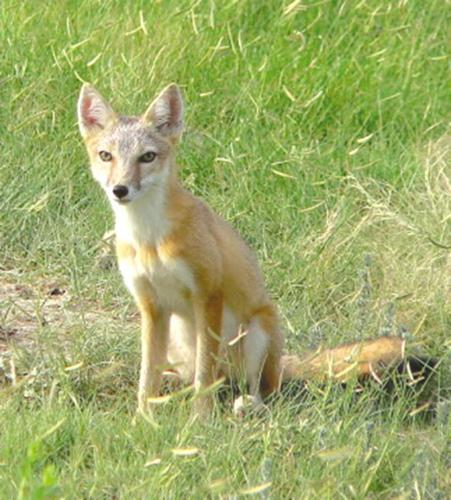 Swift foxes attract UNK researchers