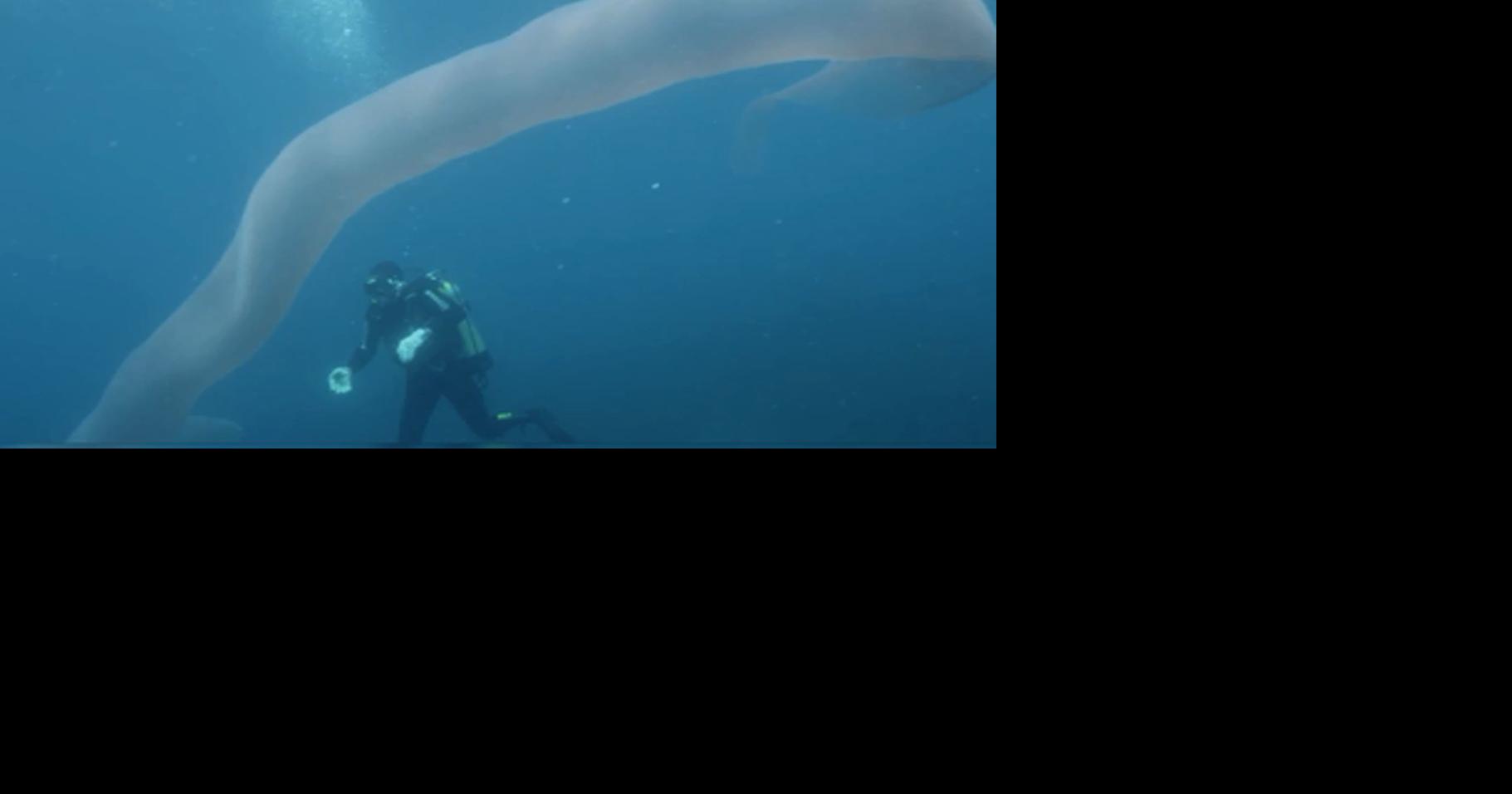 'I've always wanted to see one': Video shows diver's encounter with 26 ...