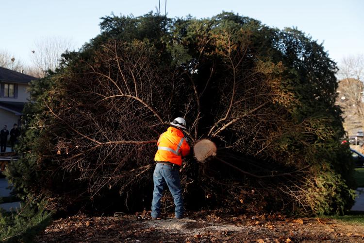Durham Museum ISO 40-ft. evergreen for annual Christmas display; must ...