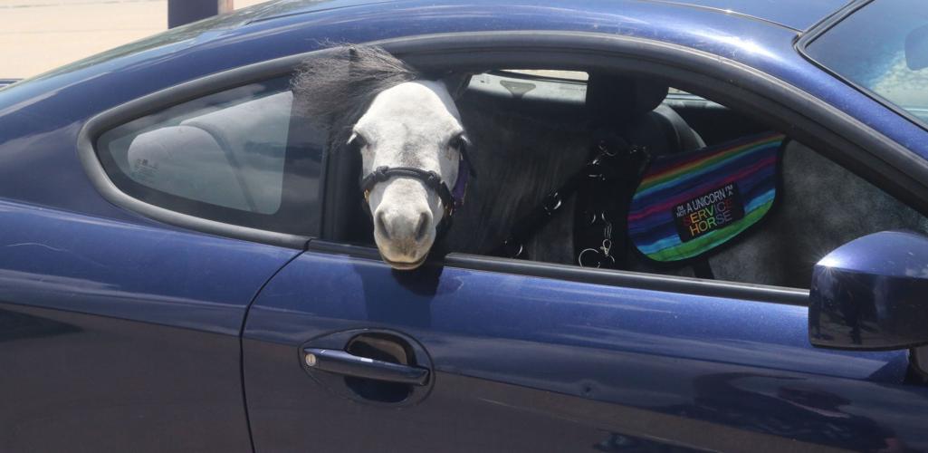 Meet Flirty the miniature horse and service animal for Bellevue woman
