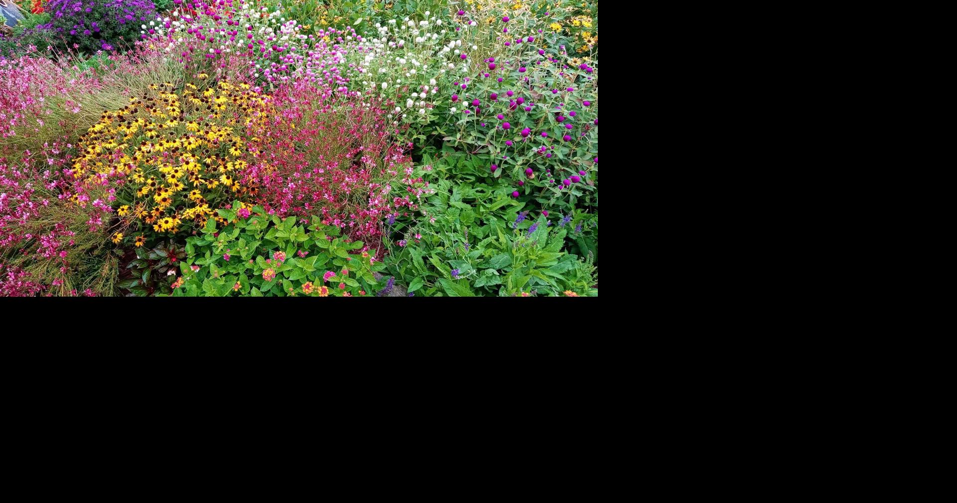 Papillion Butterfly Garden plans pollinator-friendly seed giveaway