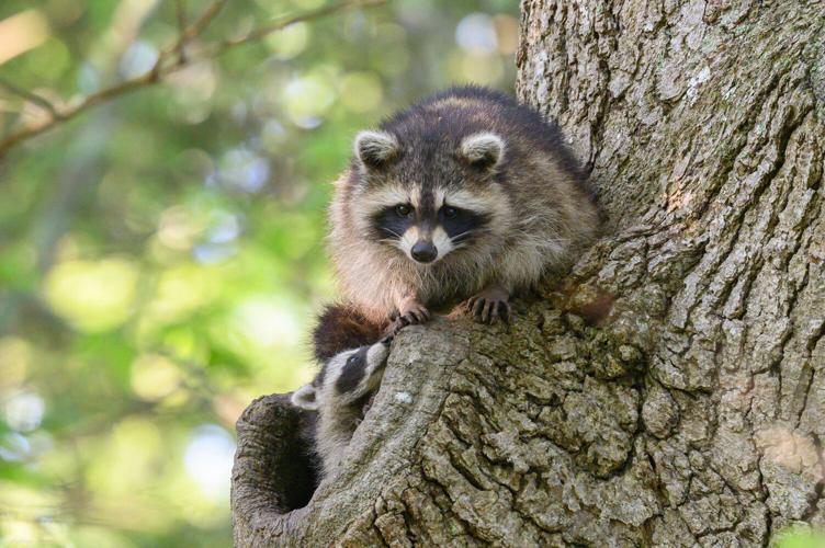 Get in on the raccoon entertainment at this Nebraska fried chicken shack