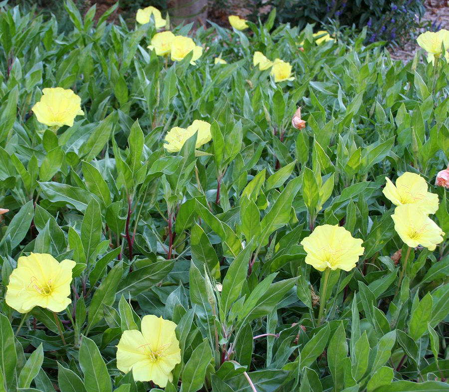 Native plant: Evening primrose at home on rocky prairies, in dry soil