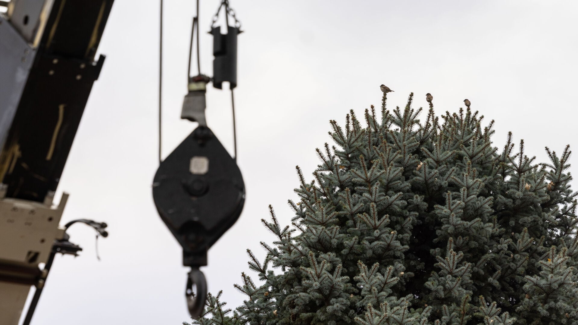 Durham Museum seeks perfect tree for Christmas at Union Station