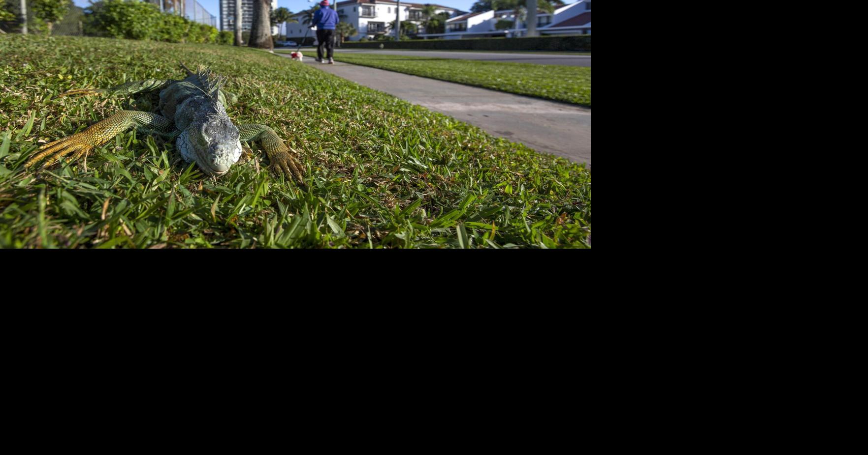 Florida's falling lizards are getting used to cold winter temperatures