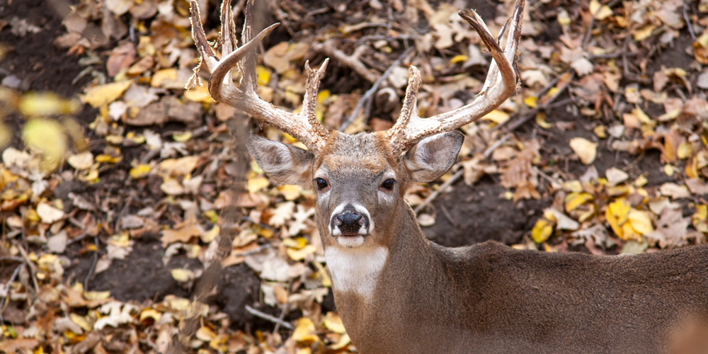 Firearm deer season opens Saturday in Nebraska