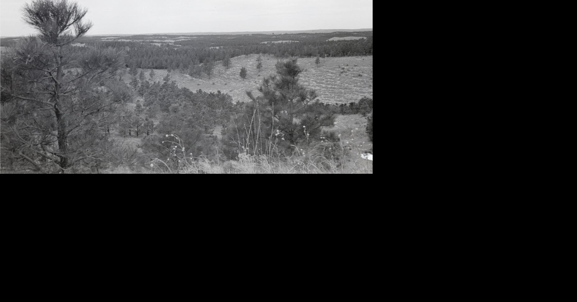 Millions of Nebraska trees took root thanks to Bessey
