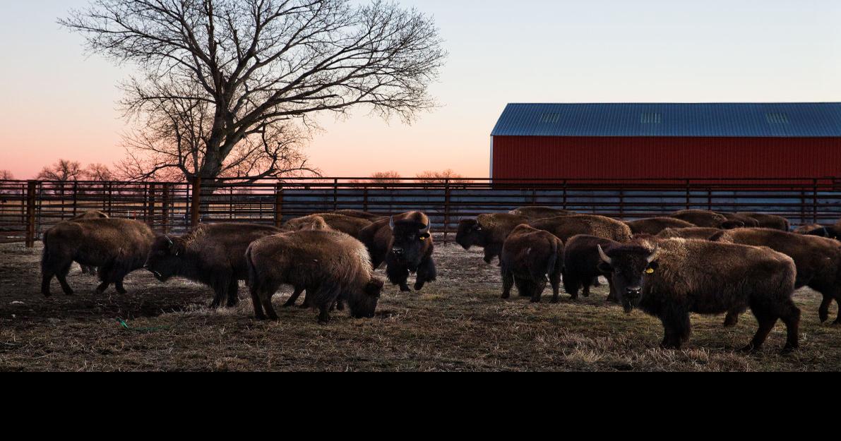 Herd of 39 genetically pure bison arrives at Crane Trust