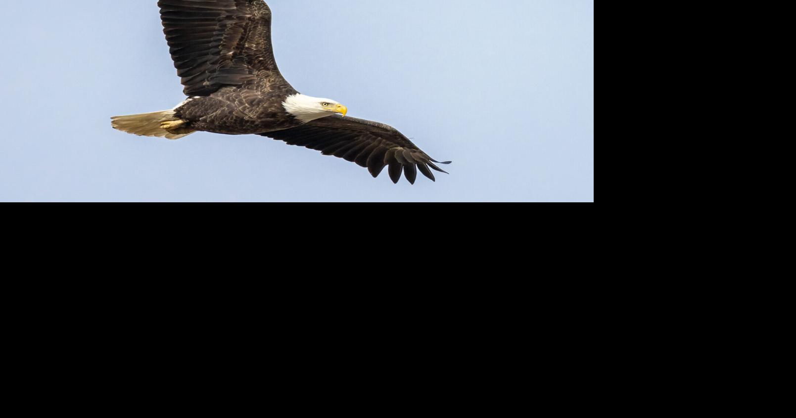 Avian flu is killing eagles feasting on sick or dead waterfowl in Nebraska