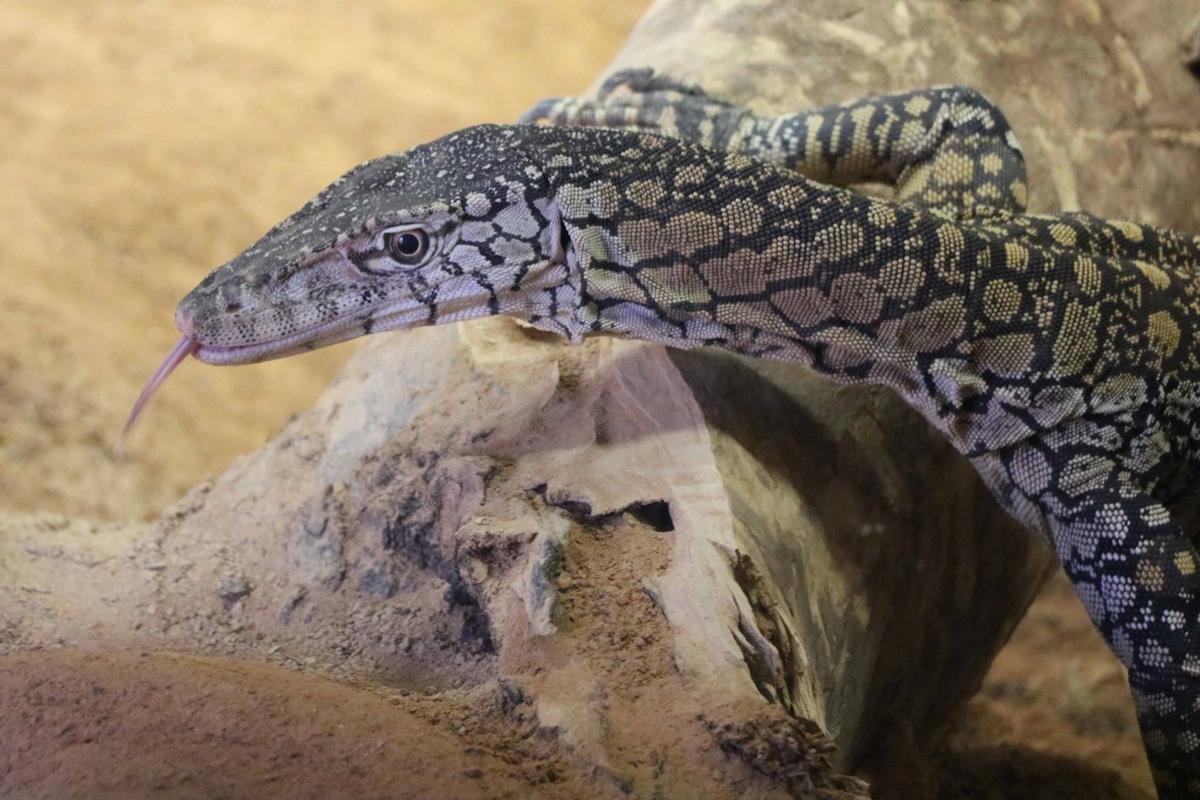 Meet the perentie, the Henry Doorly Zoo's new 8-foot-long lizard ...