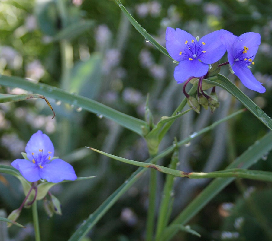 Purple Flower Three Petals | Best Flower Site