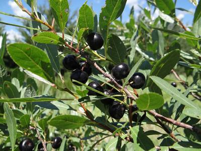Western sand cherry a tasty summer treat