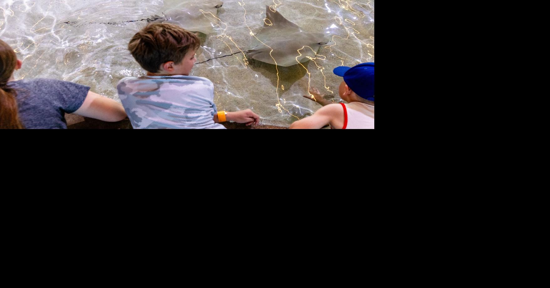 Stingray exhibit at Omaha zoo reopens after fish deaths