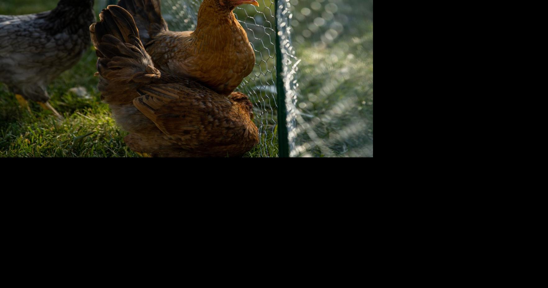 Bird flu confirmed in Nebraska Panhandle