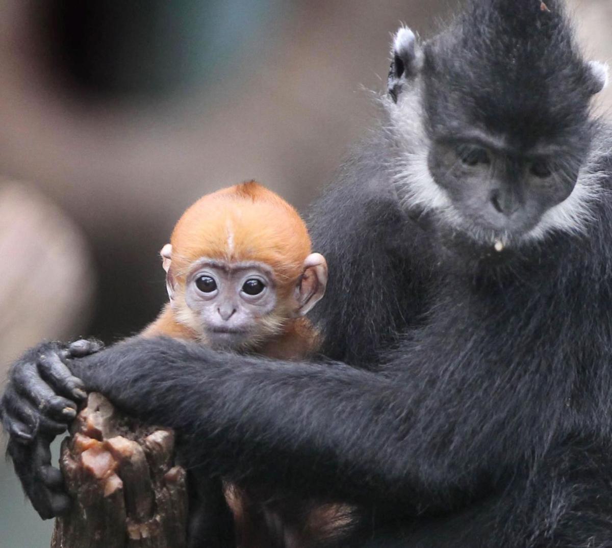 Photos: The Henry Doorly Zoo's Lied Jungle through the years | Living ...