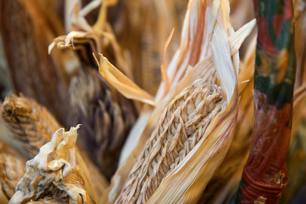 How an Omahan, like-minded pod people preserve corn diversity