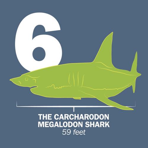 Infographic: How the Meg shark compares in size to other movie monsters