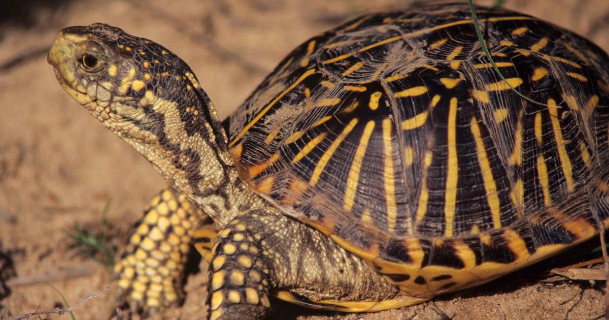 What should Nebraska's state reptile be? Public can vote for 6 animals