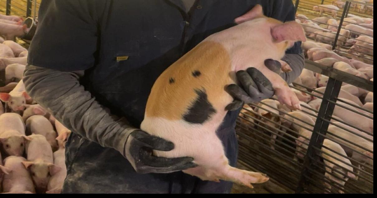 For Nebraska pig farmers, sustainability is more than just a buzzword