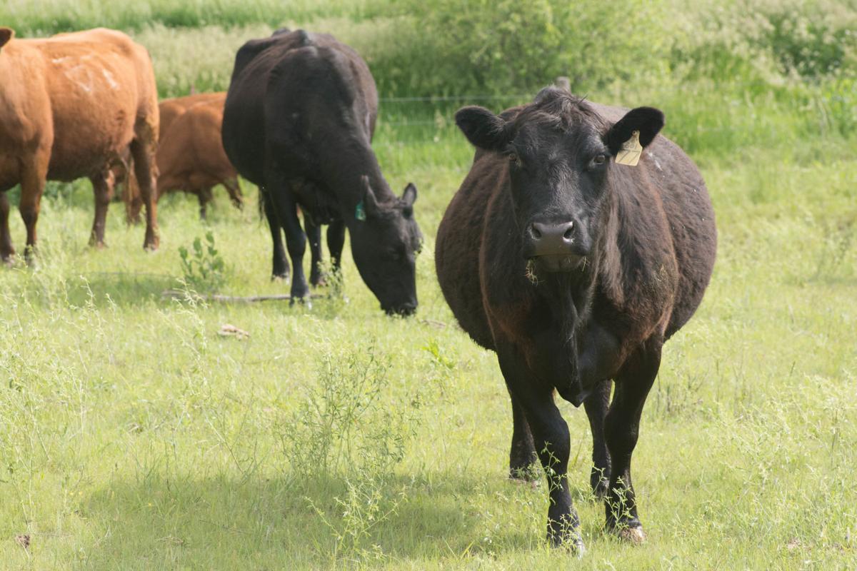 Buying beef directly from a butcher can save you money; here's how a ...