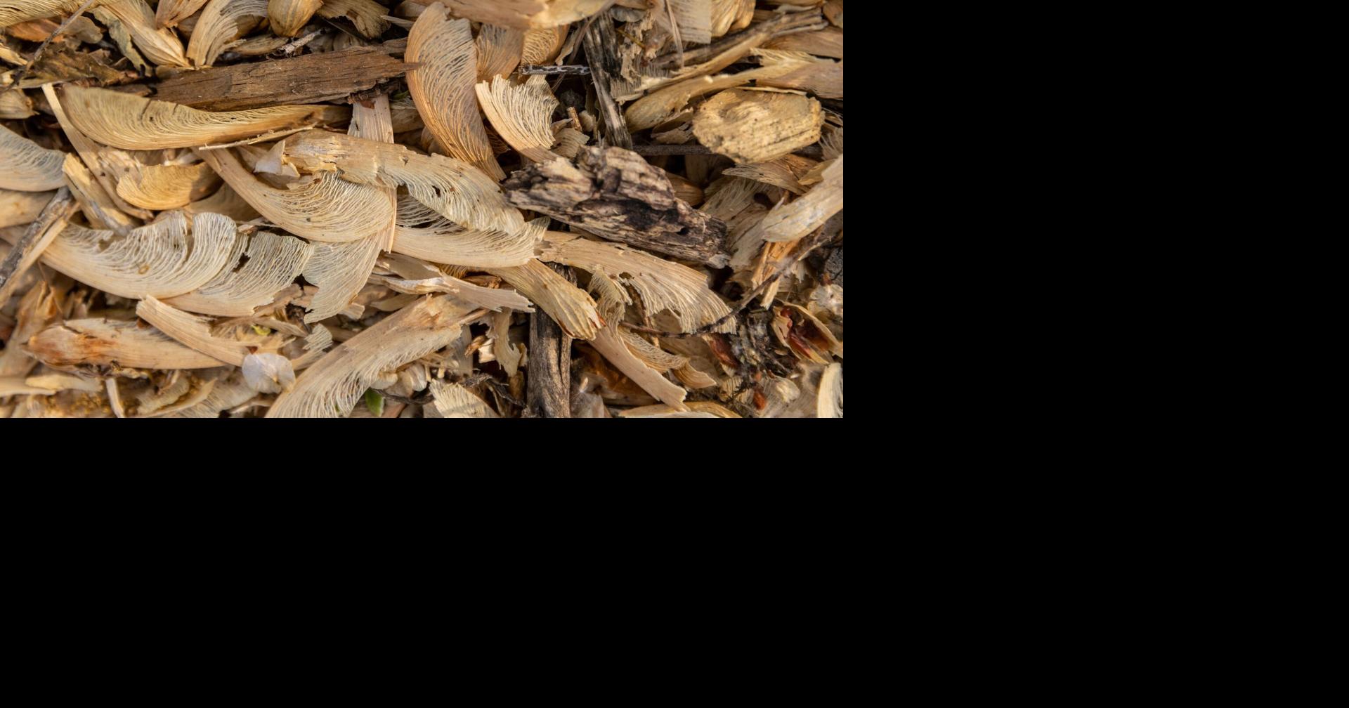 In the Garden: Drought stress could be the cause of an avalanche of ...