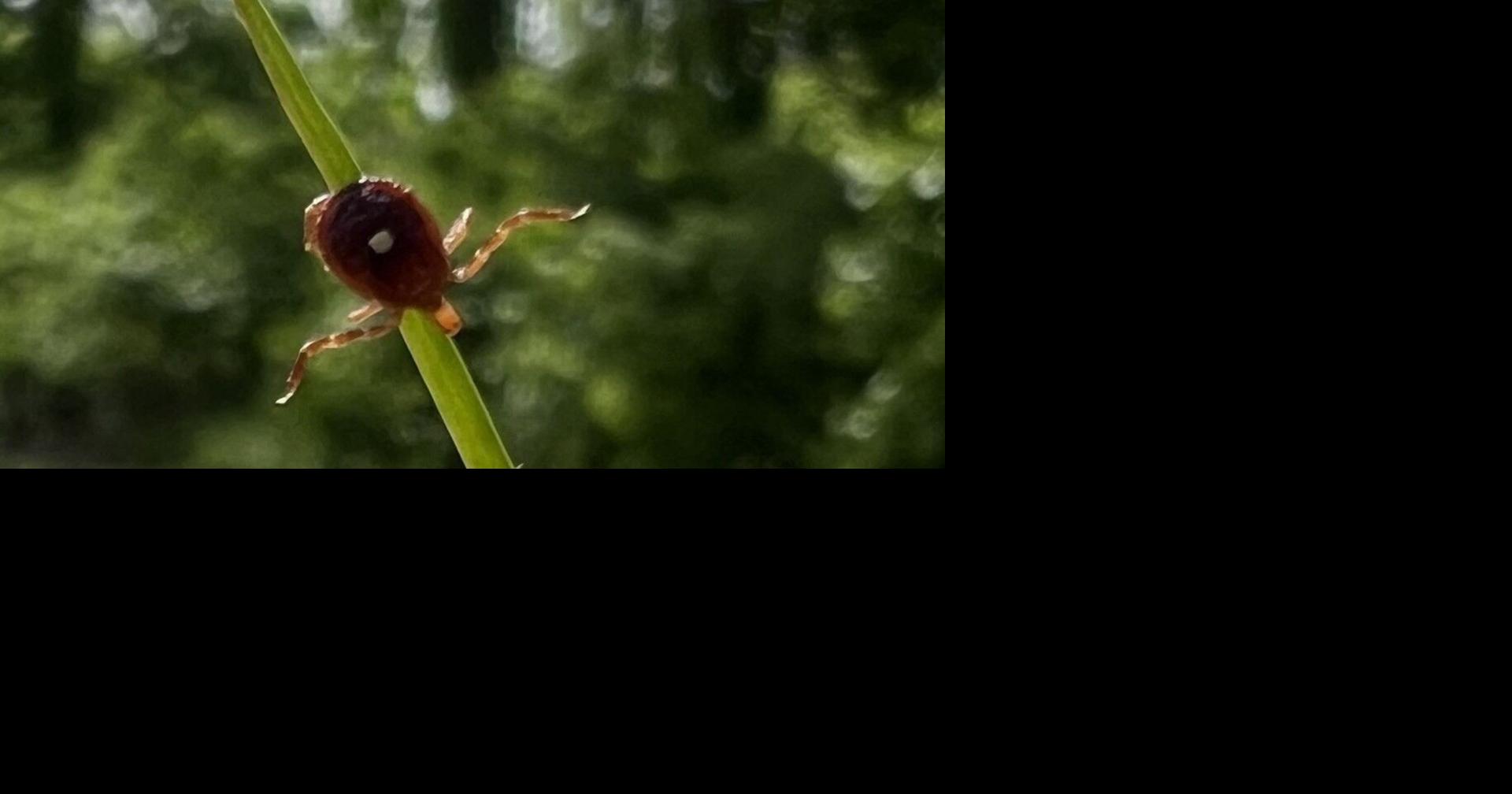 In the Garden: If conditions are right, ticks can appear in any landscape