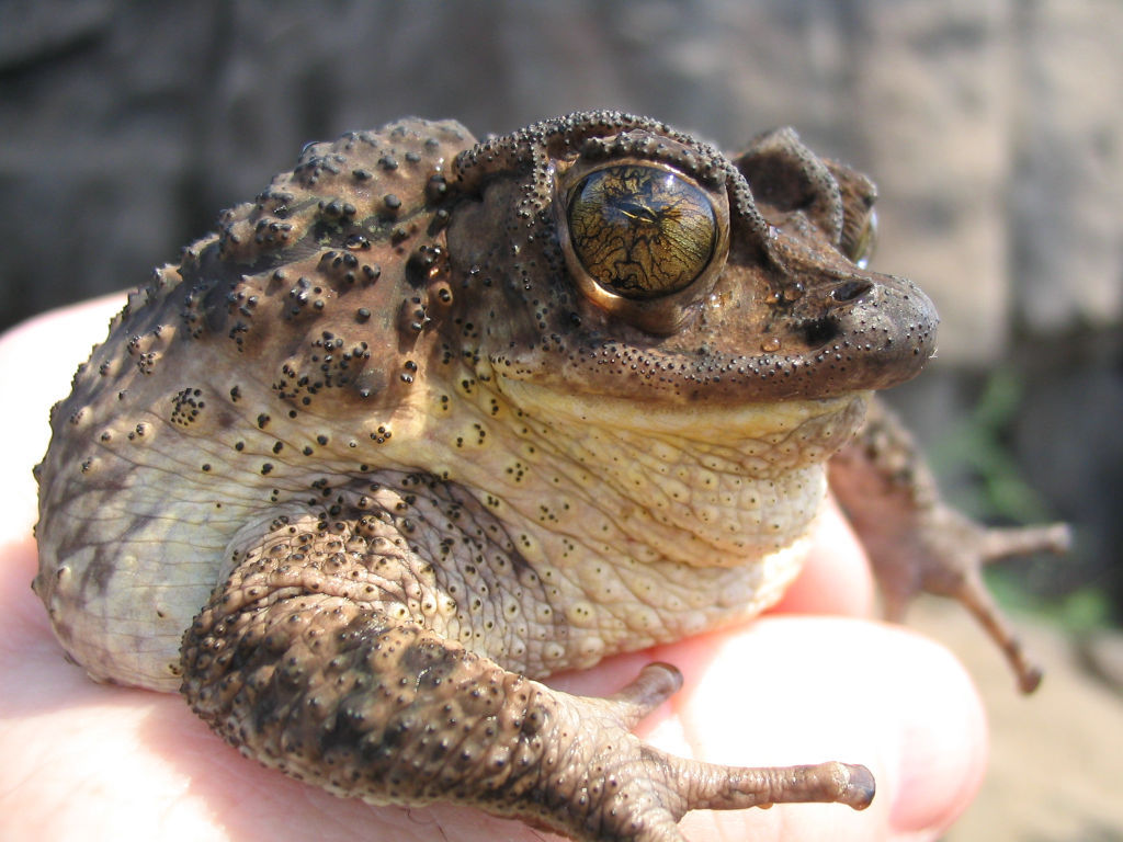 Omaha zoo sends hundreds of endangered toad tadpoles to native range in ...