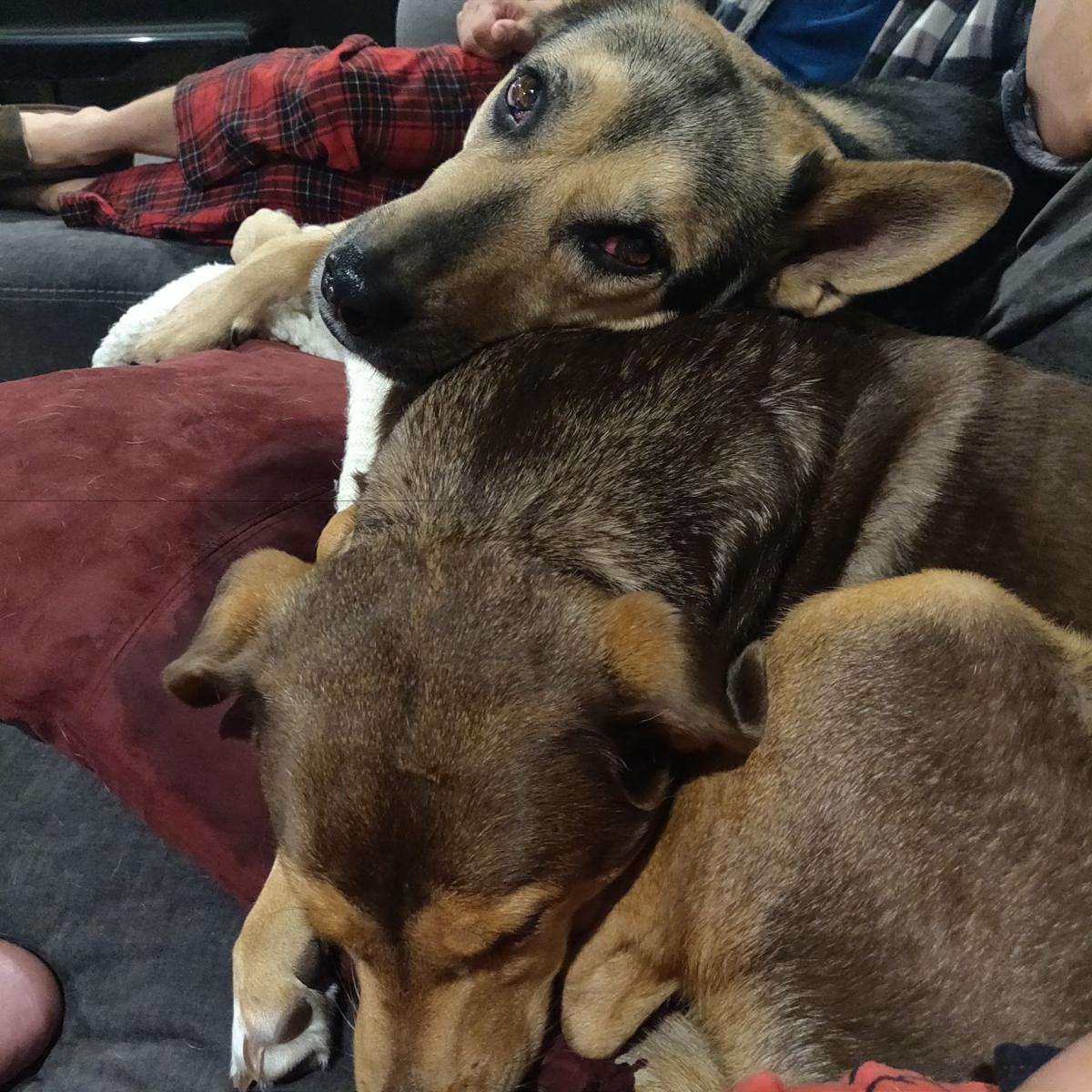 Dog Gone Problems: Months after coronavirus pandemic, dogs have turned ...