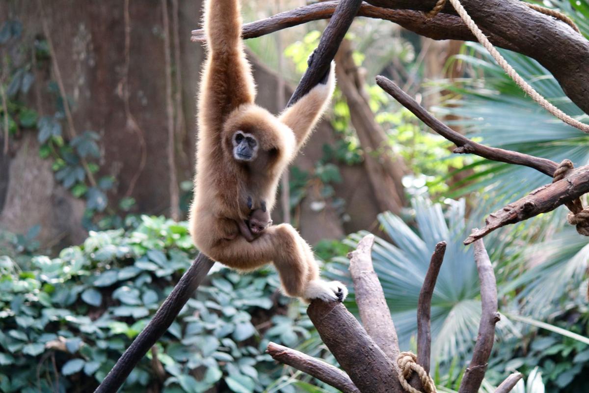 Photos: The Henry Doorly Zoo's Lied Jungle through the years | Living ...