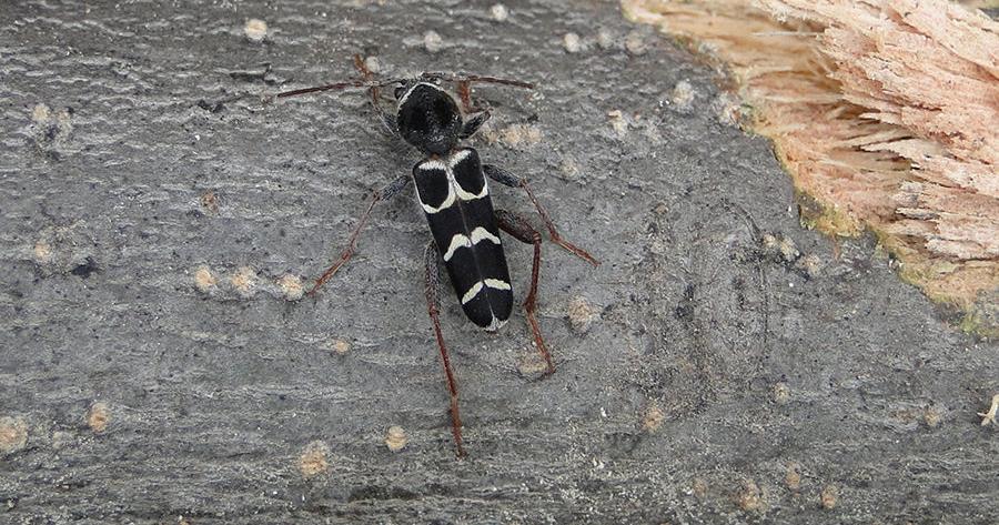 Wood-infesting insects can come into your home with firewood