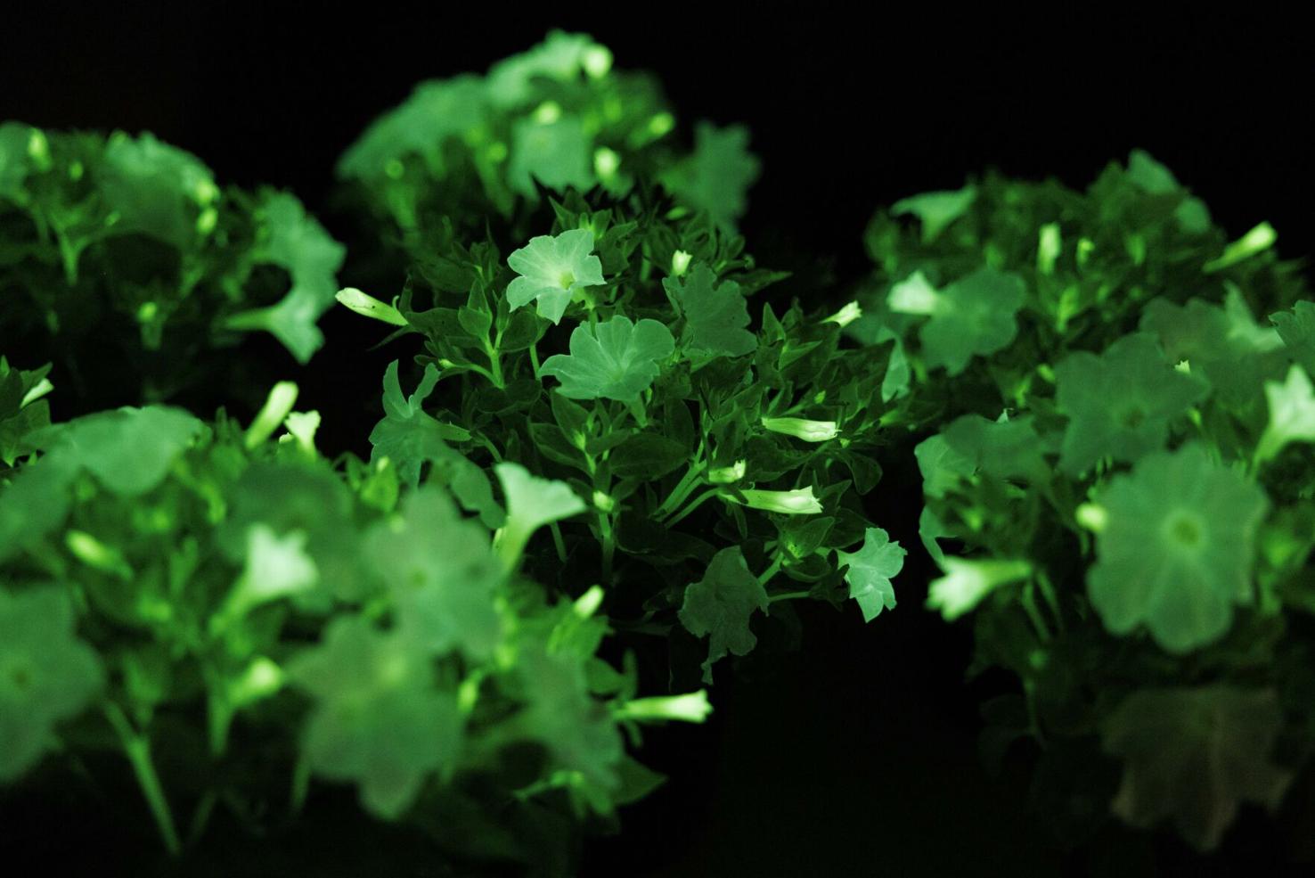 Mulhalls in Omaha is selling first glow-in-the-dark petunia
