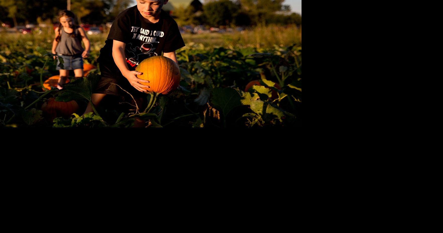 8 tips for having the best day at the pumpkin patch with the whole family
