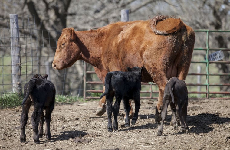 Iowa cow gives birth to triplets — seriously — in 1-in-100,000 chance