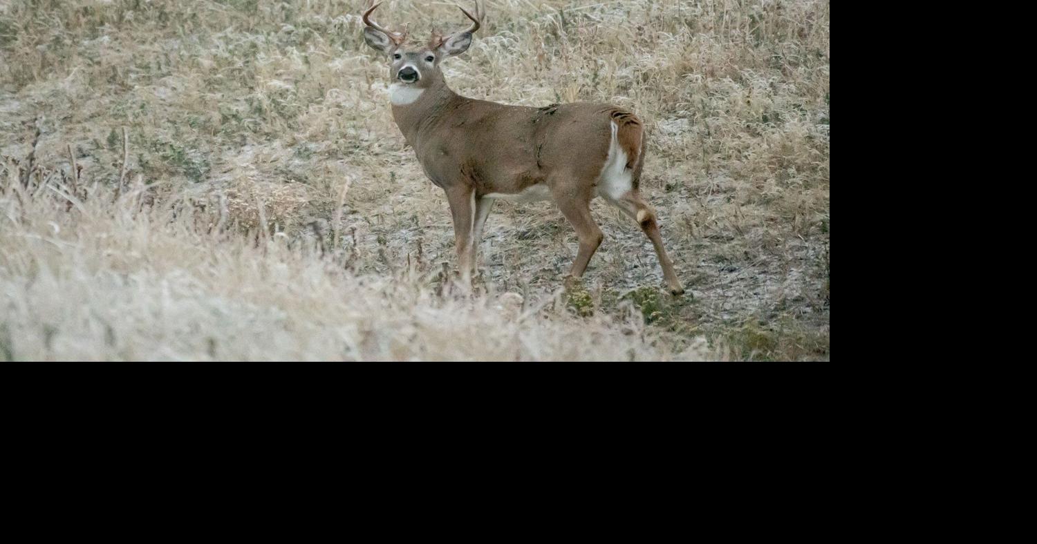 How will the drought impact Nebraska's rifle deer season this year?