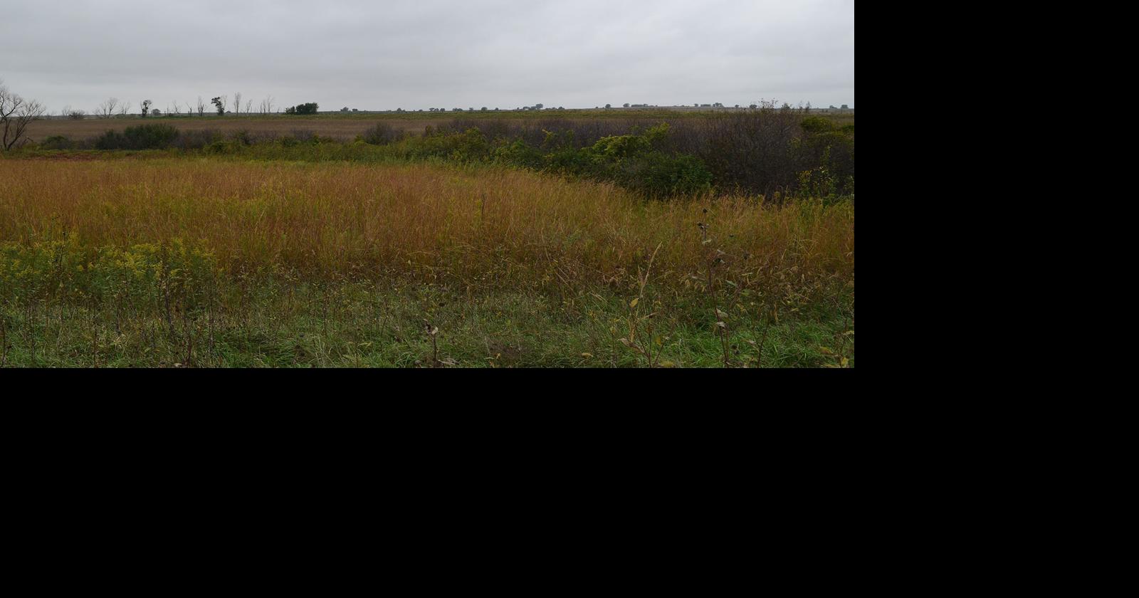 Outdoor notes: Quail, pheasant counts high in Iowa grassland