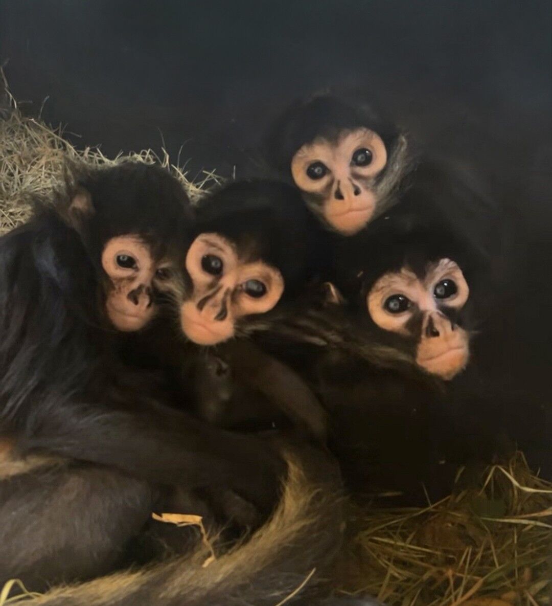 Omaha's zoo home to 4 spider monkeys rescued from illegal wildlife ...