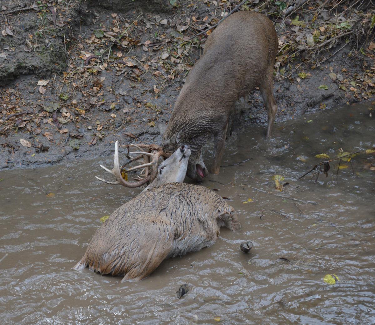 Officials seek help from local rancher in freeing pair of bucks whose ...