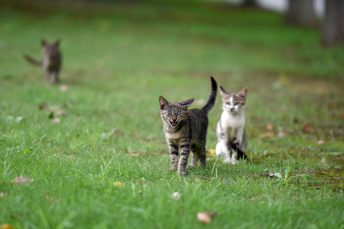 My Pet World: Some humane ways to discourage community cats from your yard