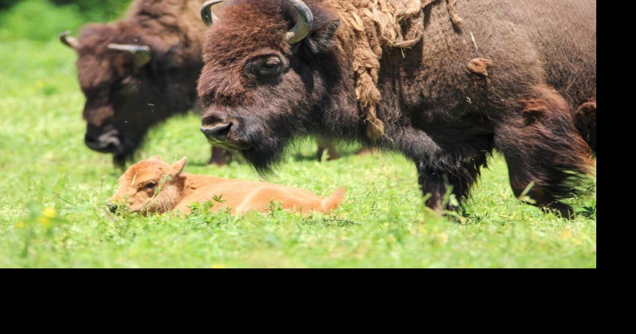 Nebraska's Simmons Safari Park bison herd grows with birth of calf
