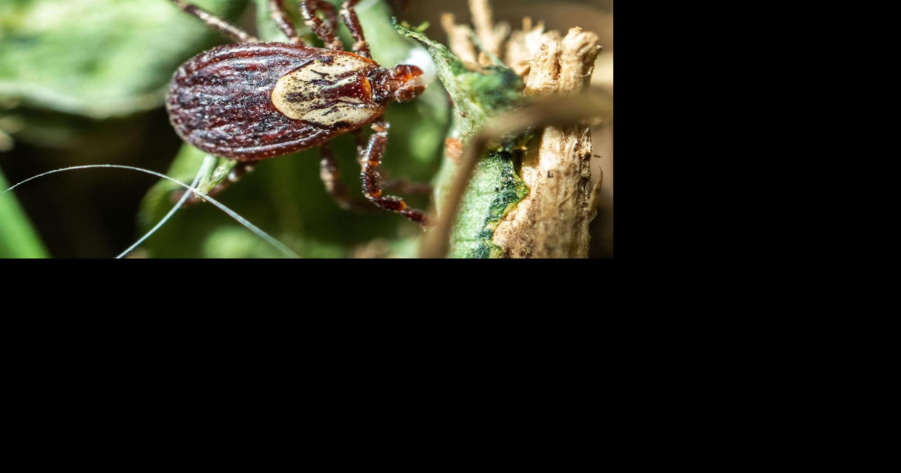 It's spring in Nebraska, which means the bugs are back, especially ticks