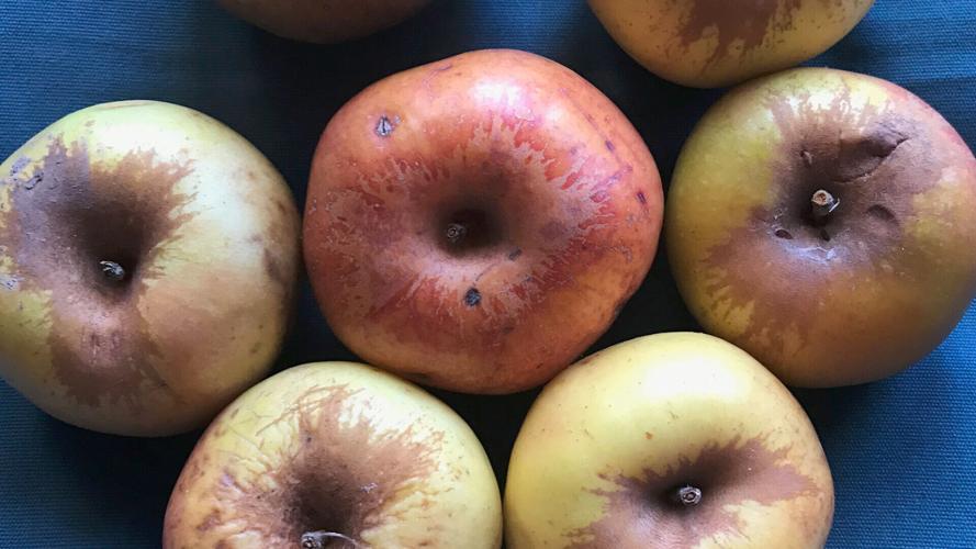 Colorado couple's 20-year search for extinct fruit finally pays off