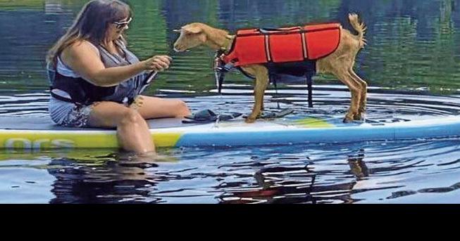 Meet Maggie, the paddleboarding goat | Flipboard