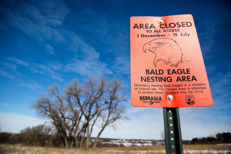 With record number of active nests, early migration, it's prime time ...