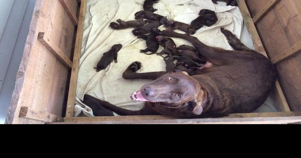 Nebraska dog has litter of 16 – count 'em, 16 – puppies